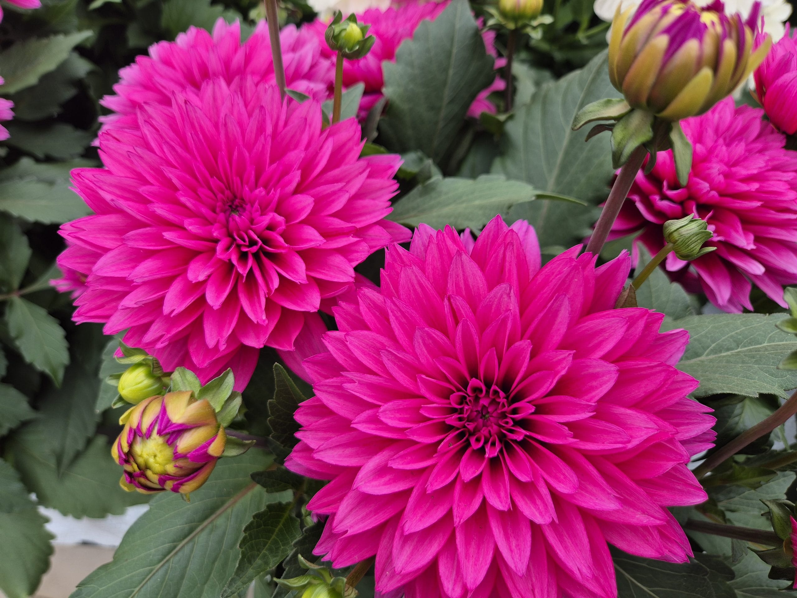 Dahlia pinnata Labella Maggiore Deep Rose | AM oaks