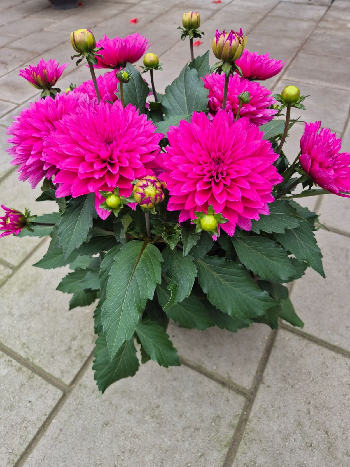 Dahlia pinnata Labella Maggiore Deep Rose | AM oaks