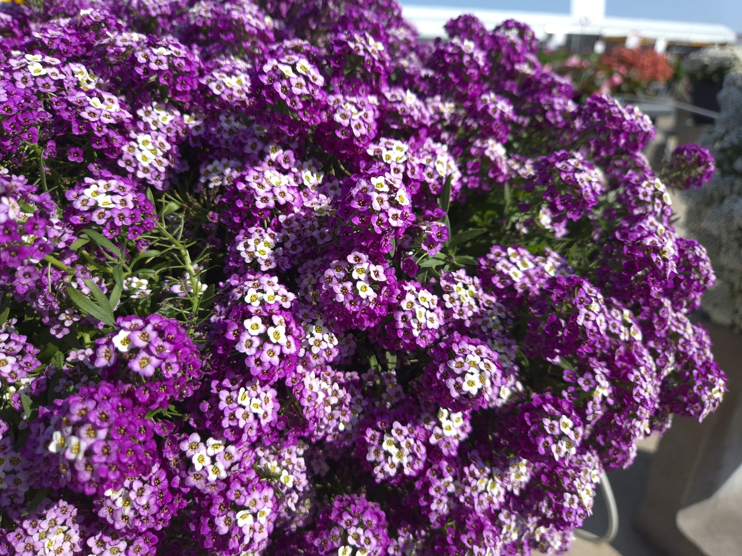 Lobularia maritima Stream Lavender | AM oaks