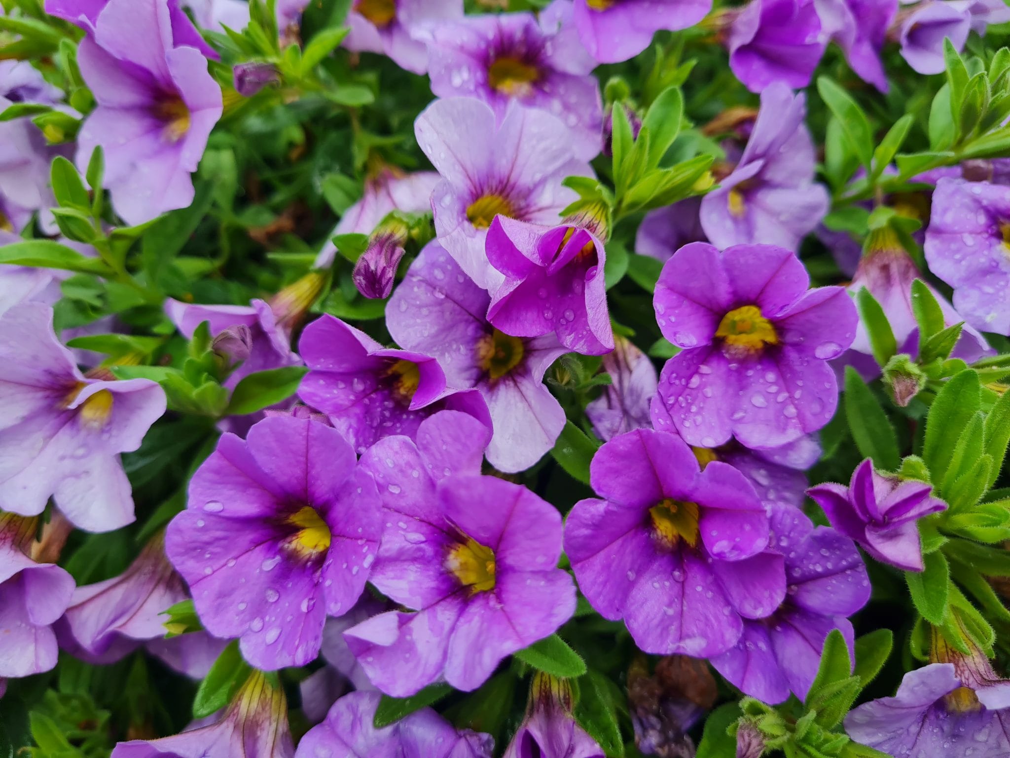 Calibrachoa hybrida Ombre Blue | AM oaks