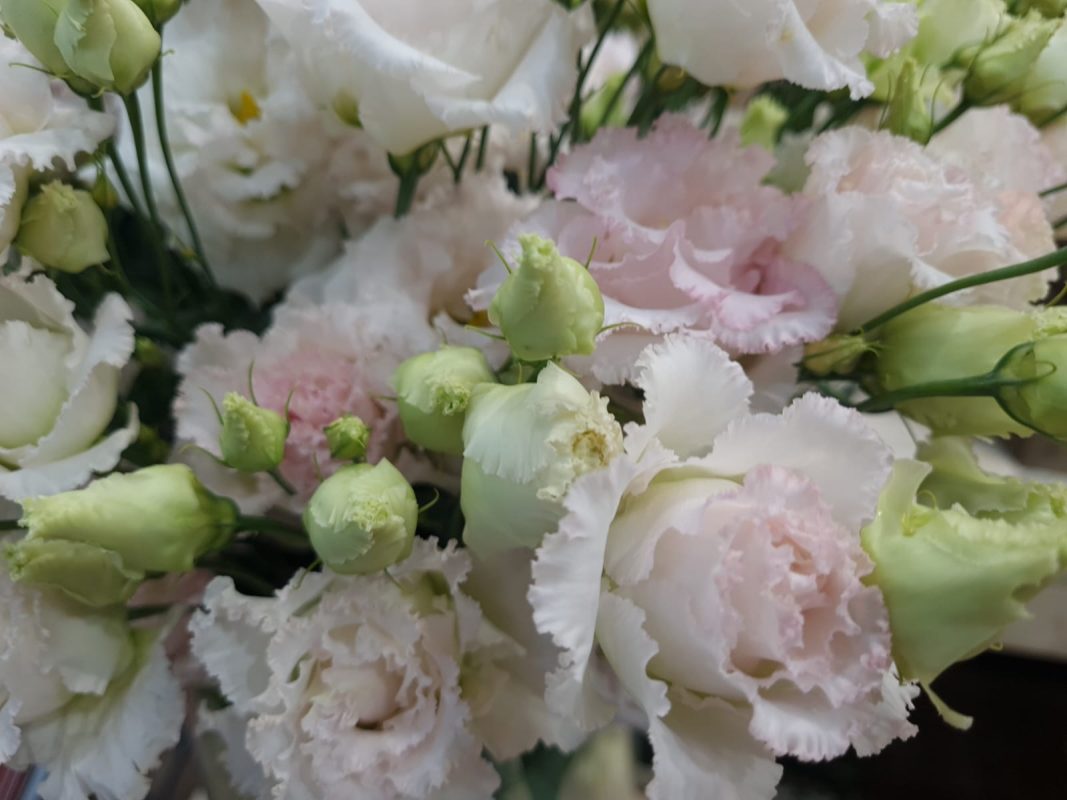 Lisianthus grandiflorum Chaconne 2 Wedding Pink | A.M. ozoli