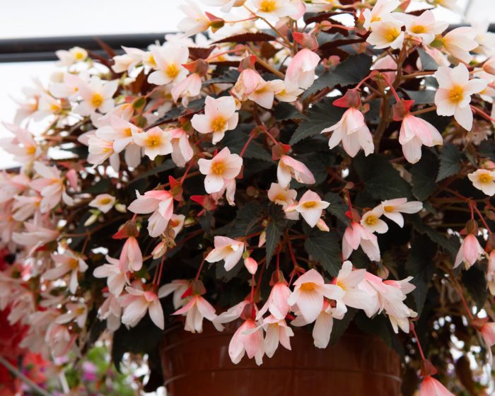 Begonia boliviensis Waterfall Bicolour (Improved) | AM oaks