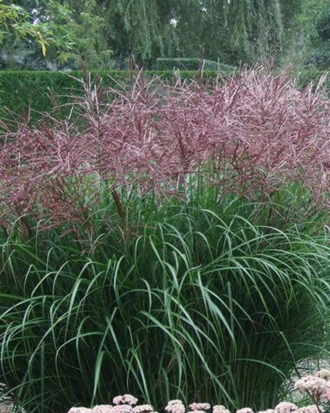 Miscanthus sinensis Ferner Osten | A.M. ozoli