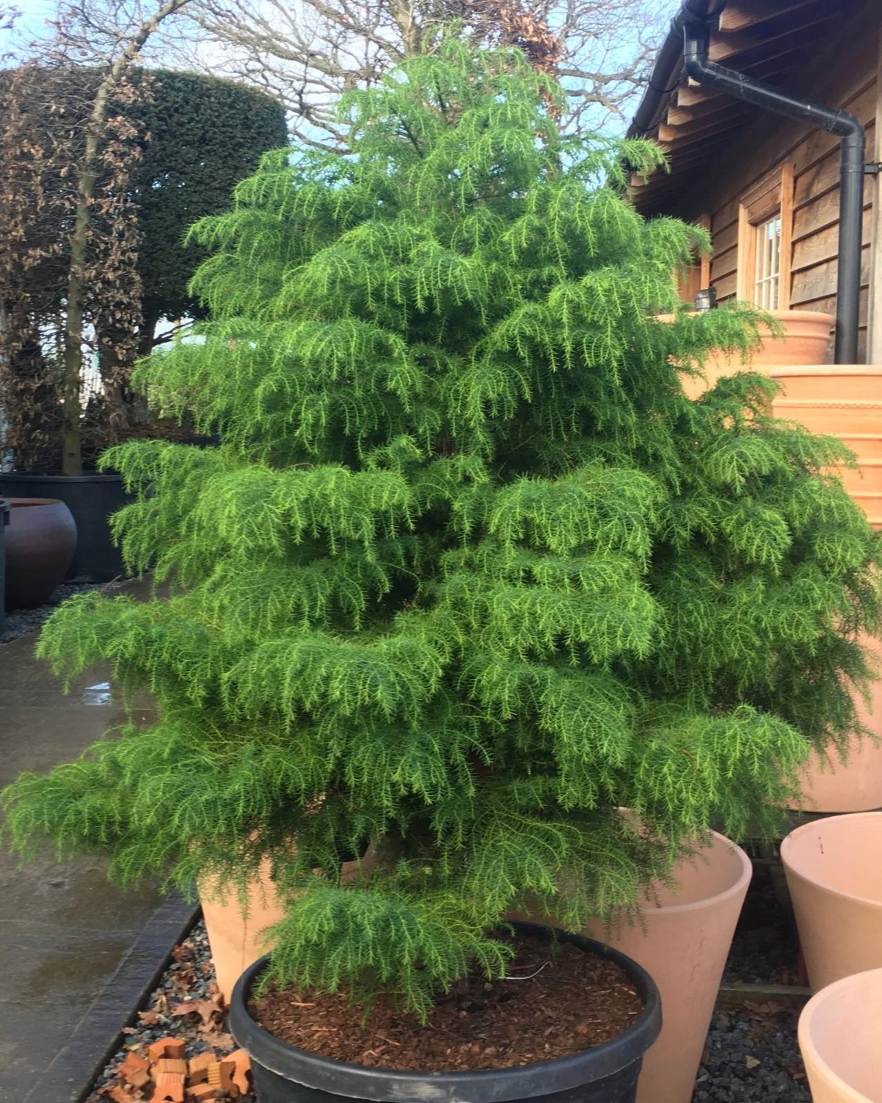 Cryptomeria japonica Elegans Viridis | AM oaks