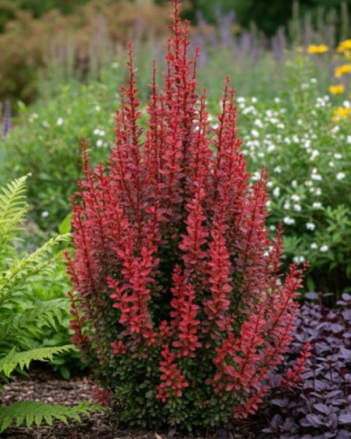 Berberis thunbergii Red Torch | AM oaks